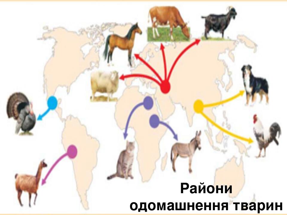 Презентація « Центри різноманітності та походження культурних рослин ...