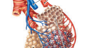 Узагальнення з теми "Дихальна система" | Тест на 24 запитання. Біологія