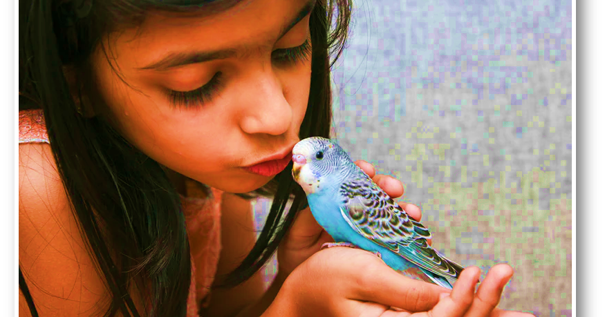 Презентація: " My pet is a bird " | Презентація. Англійська мова