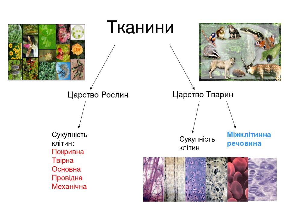 Презентація Тканини тварин Презентація Біологія