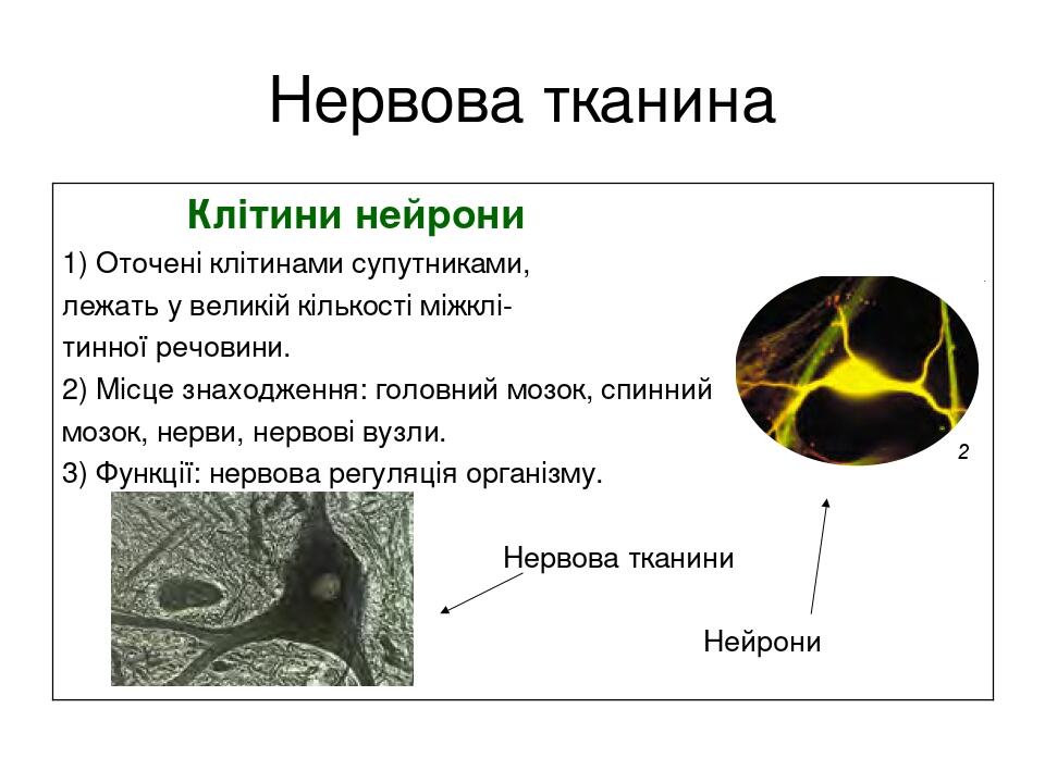 Презентація Тканини тварин Презентація Біологія