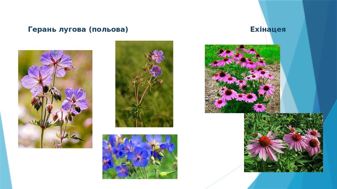 Презентація Польові квіти України Презентація Природознавство