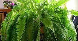 Proiect Didactic: Pteridofitele ( ferigele | Презентація. Біологія