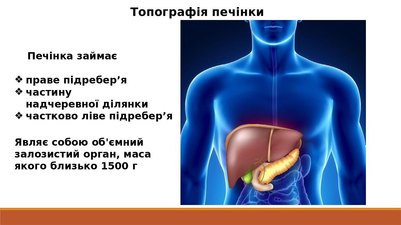 Печінка Презентація 8 клас Презентація Біологія
