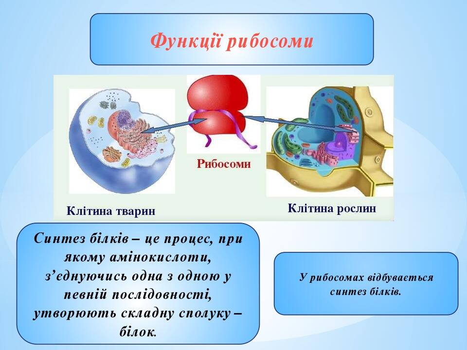 Презентація Структури клітин та метаболізм Презентація Біологія