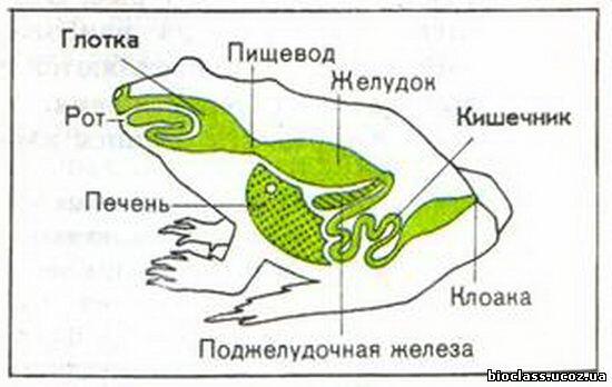 Клас Земноводні (Amphibia) | Урок на 1 завдання. Біологія