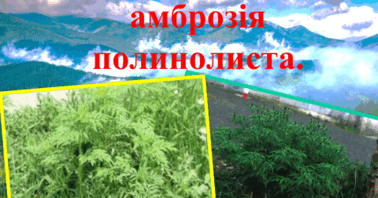 Презентація "Зелений агресор – амброзія полинолиста". | Презентація ...