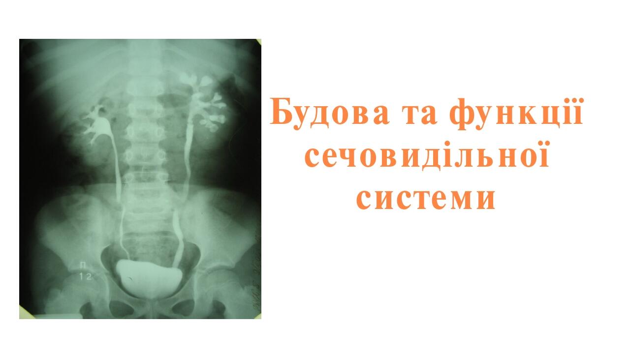 Презентація Будова і функції сечовидільної системи Презентація
