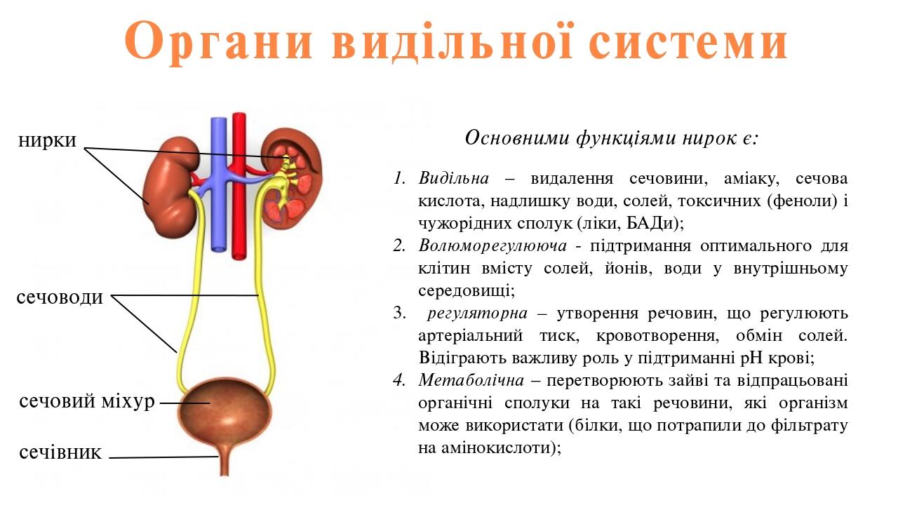 Презентація Будова і функції сечовидільної системи Презентація