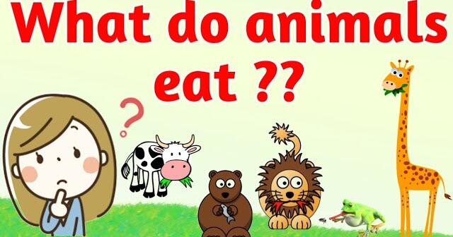 Дидактична гра " What do animals like to eat?" | Конспект. Англійська мова