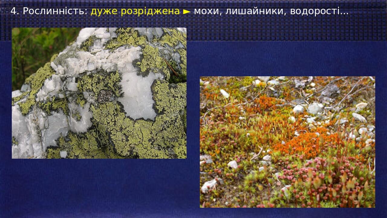 Презентація з географії 7 клас Північна Америка Природні зони