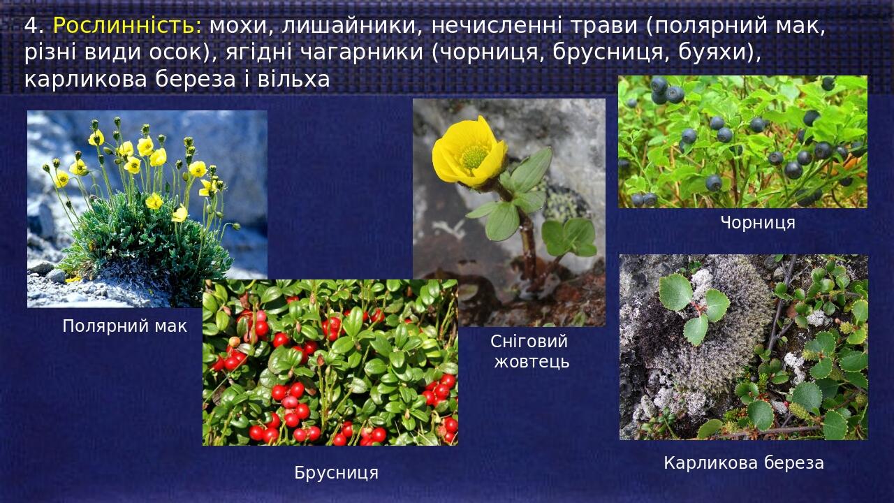 Презентація з географії 7 клас Північна Америка Природні зони Презентація Географія