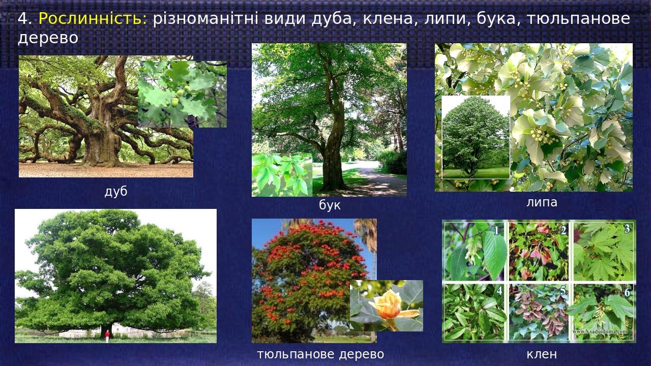 Презентація з географії 7 клас Північна Америка Природні зони