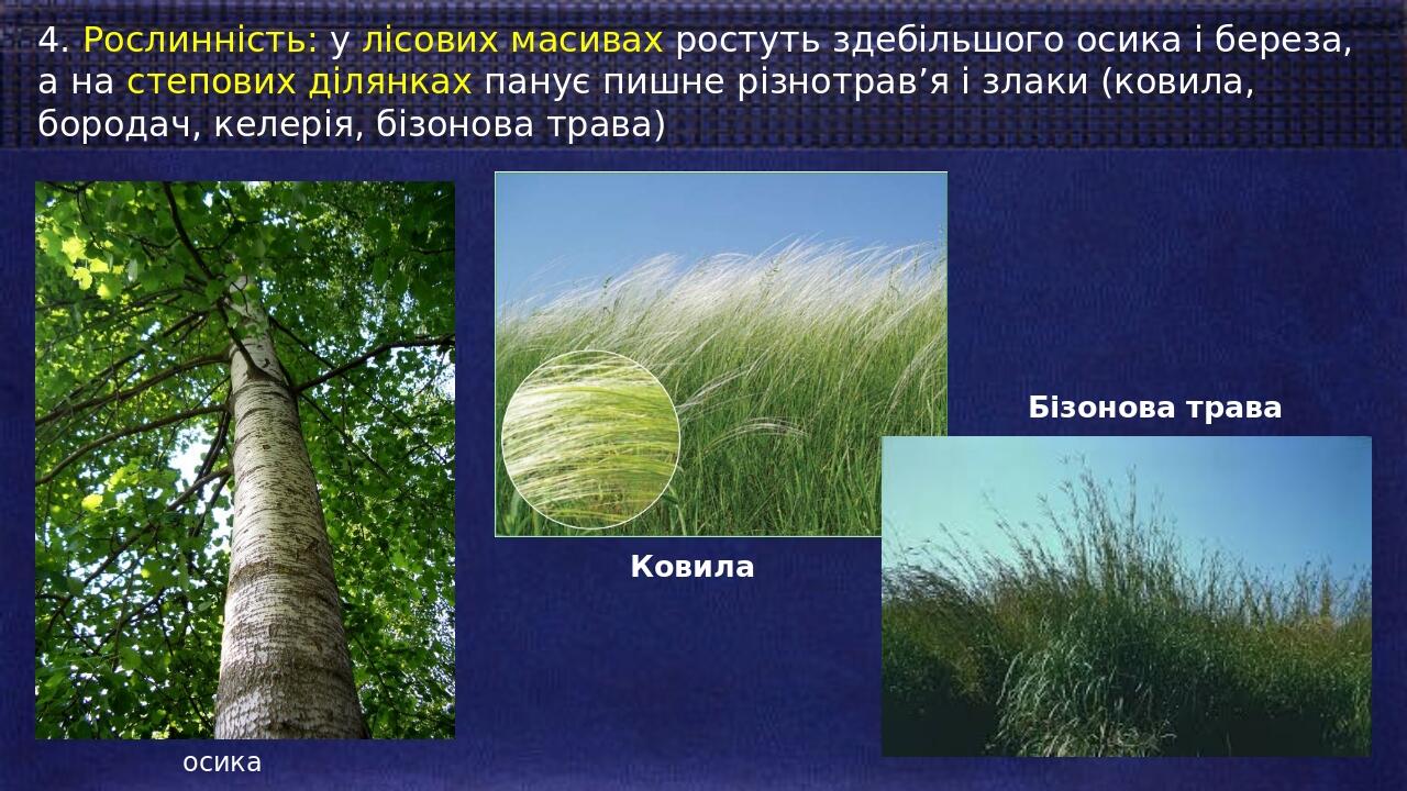 Презентація з географії 7 клас Північна Америка Природні зони