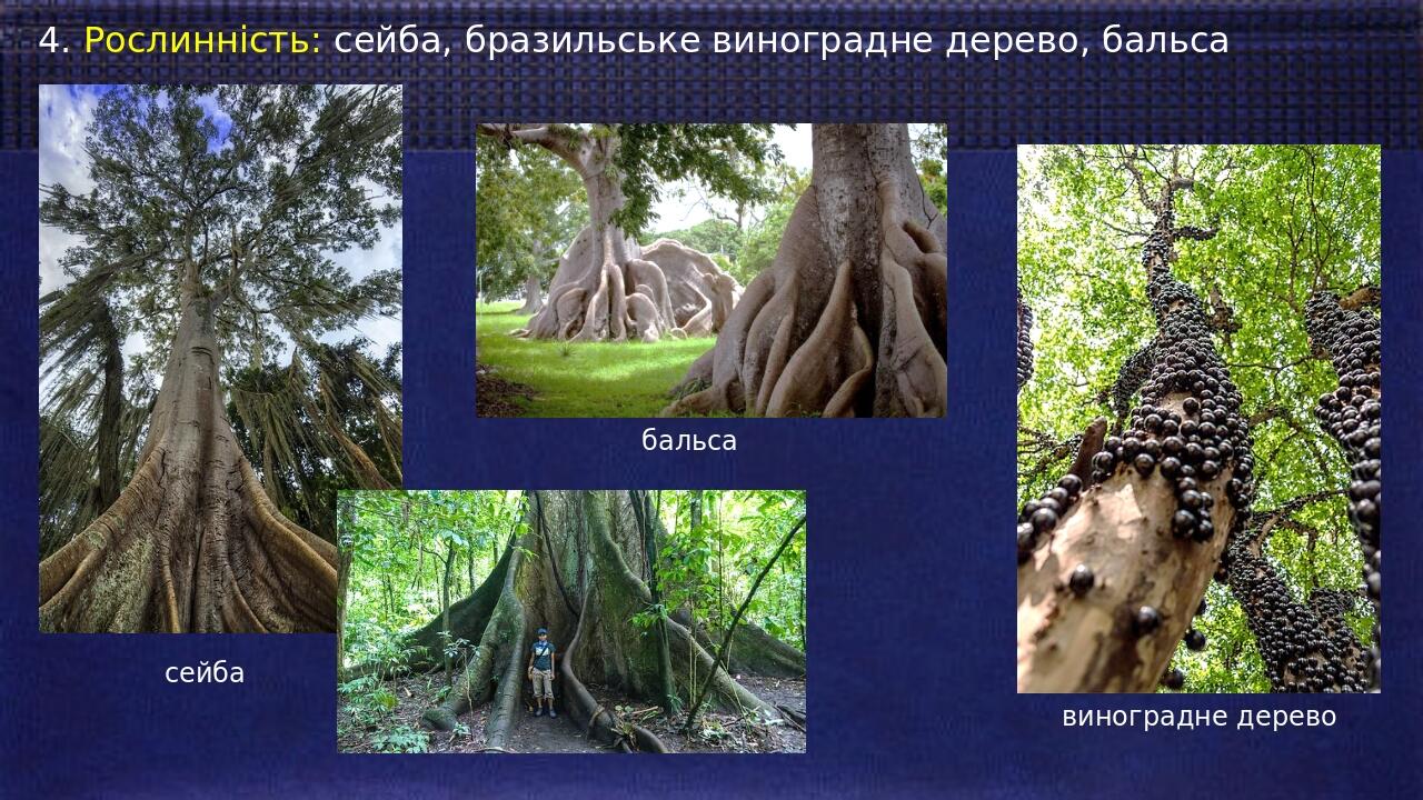 Презентація з географії 7 клас Північна Америка Природні зони