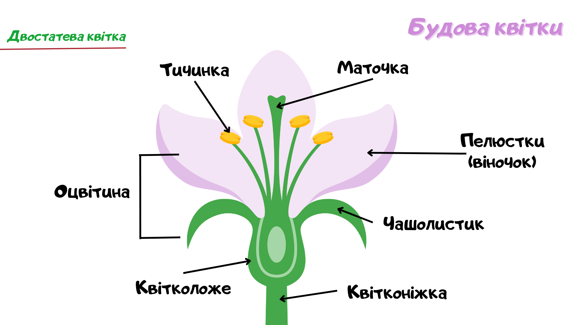 Ілюстрації на тему Будова квітки Ілюстрації Біологія