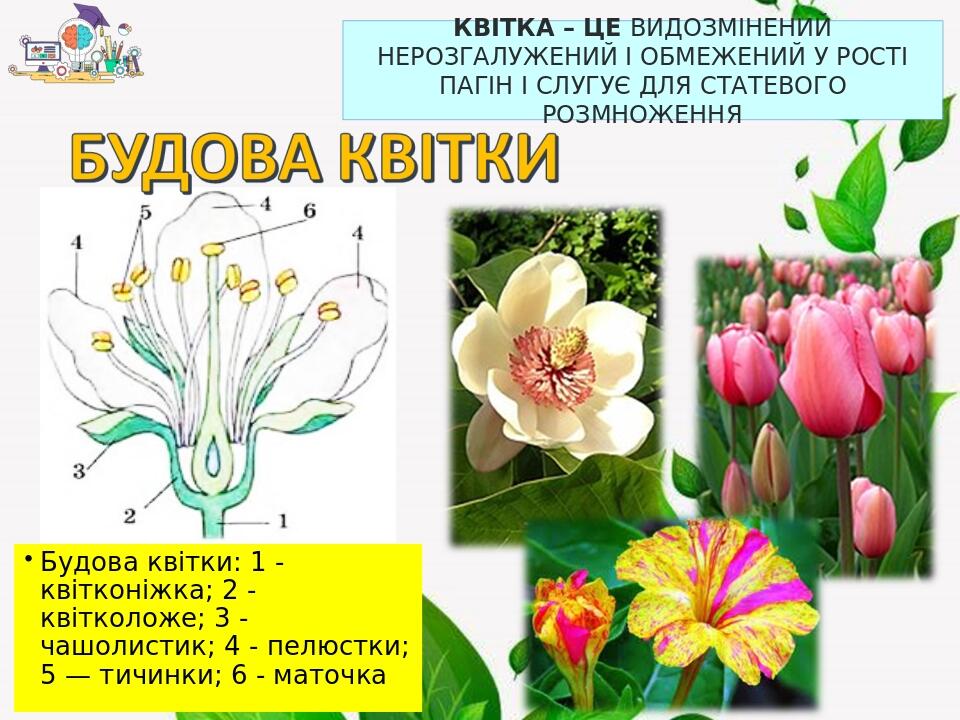 Презентація Будова та різноманітність квіток Презентація Біологія