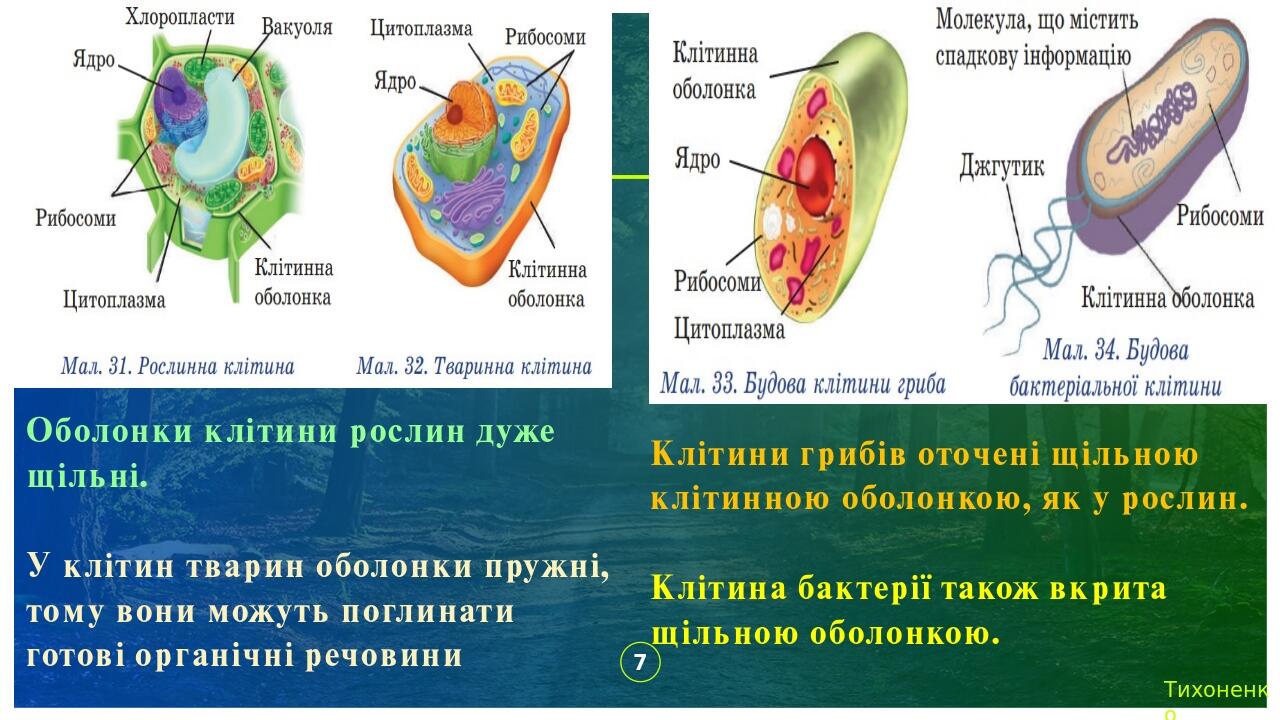 Будова різноманітність та функціонування клітин Презентація