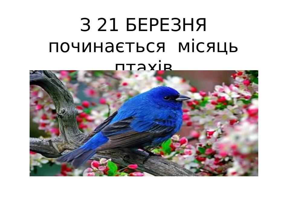 Презентація до Дня зустрічі птахів Презентація Біологія