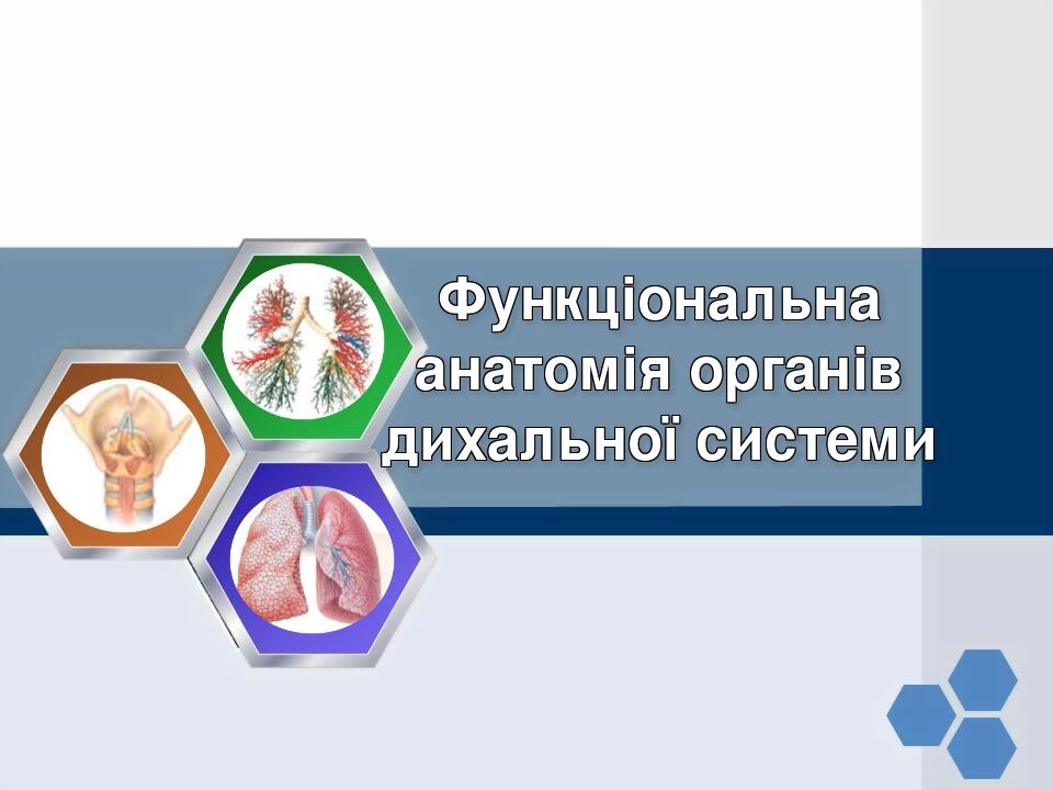 Функціональна анатомія органів дихальної системи | Інші методичні ...