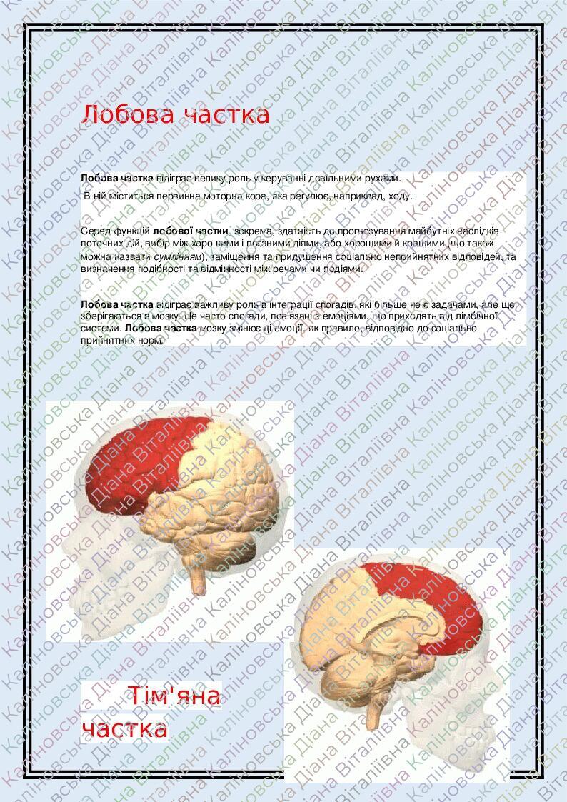 Наочний посібник «Структура мозку Інші методичні матеріали Логопед