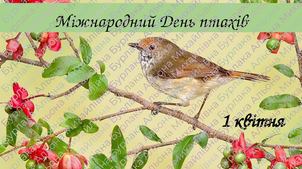 Презентація "Міжнародний День птахів" | Презентація. Виховна робота
