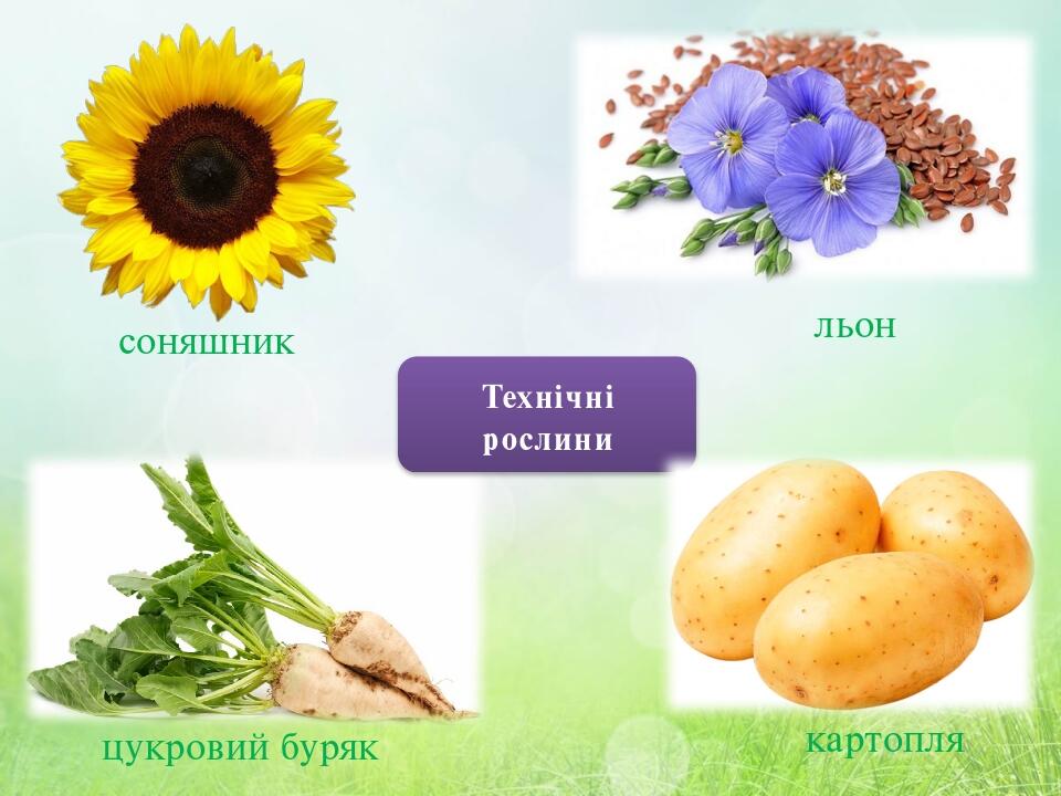 Презентація Рослинництво ЯДС 4 клас Презентація Я досліджую світ