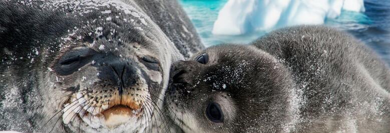 Міжнародний день тюленя