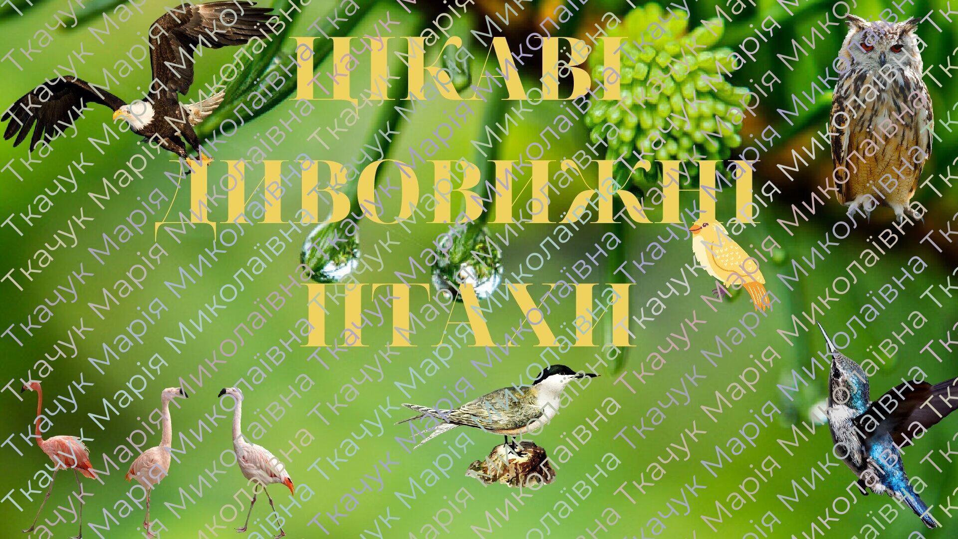 Міжнародний День птахів (День зустрічі птахів) (International Birds Day ...