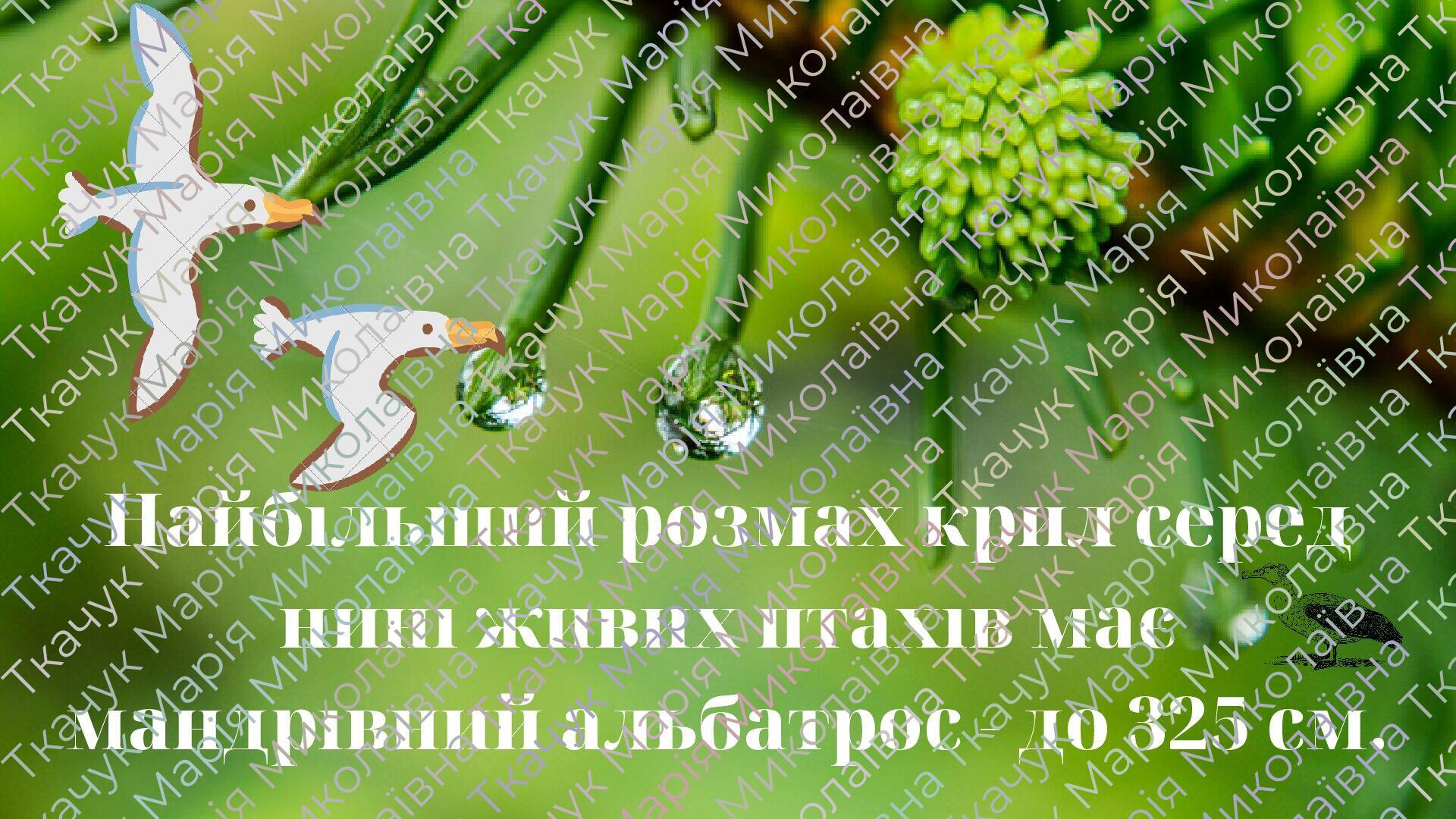 Міжнародний День птахів (День зустрічі птахів) (International Birds Day ...