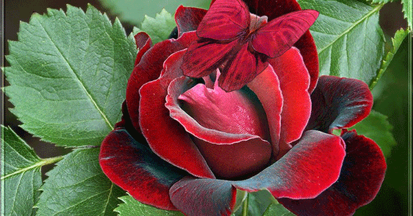 Презентація Змінювання дієслів за часами Презентація Українська мова