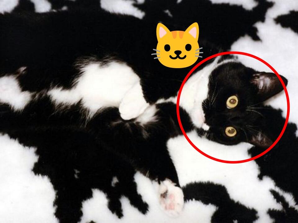 Презентація "CAMOUFLAGE" (Unit 4. Pet Show. Lesson 7) | Презентація. Англійська мова