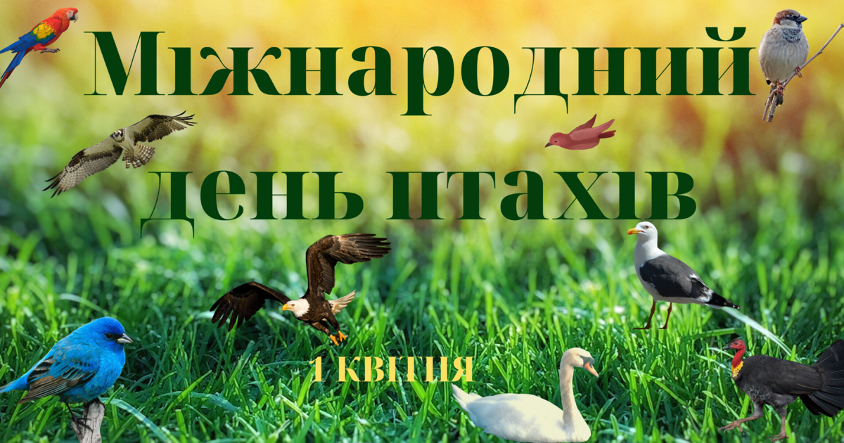 Міжнародний День птахів (День зустрічі птахів) (International Birds Day ...