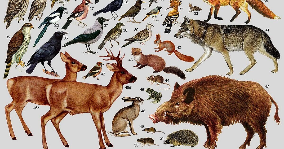 Безхребетні і хребетні тварини | Тест на 13 запитань. Пізнаємо природу