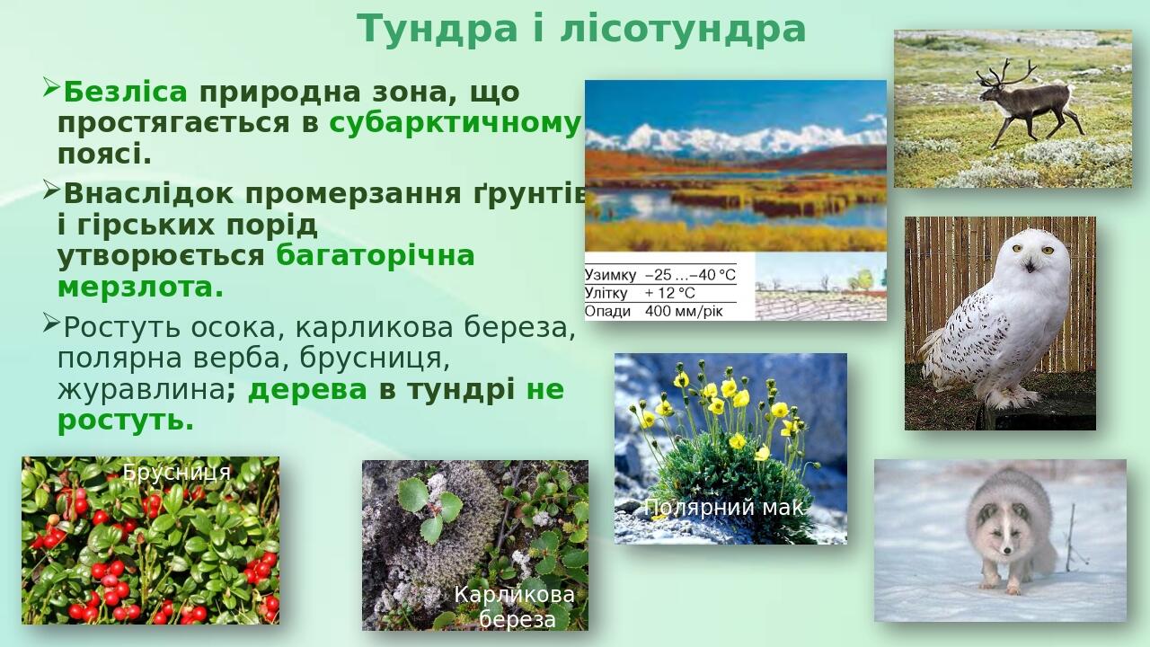 Презентація з географії 6 клас Природні зони Землі їх особливості Презентація Географія