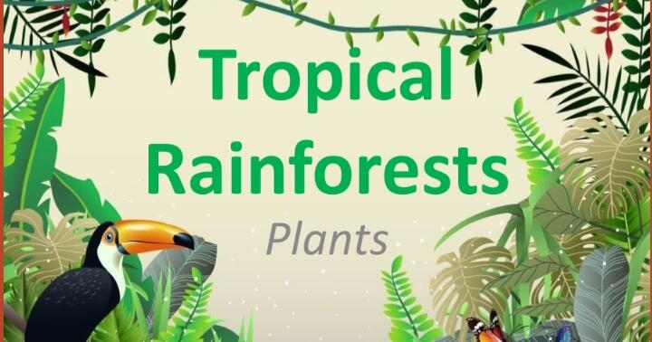 презентація "Tropical Rainforests. PLANTS" | Презентація. Англійська мова
