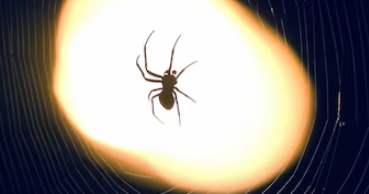 Term work. Reading Comprenension "Grandmother Spider Brings the Light ...