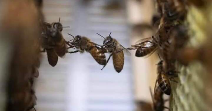 Про користь меду 🐝🐝🐝